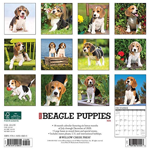 Just Beagle Puppies 2021 Wall Calendar (Dog Breed Calendar)
