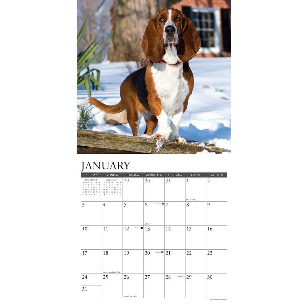 Just Basset Hounds 2021 Wall Calendar (Dog Breed Calendar)