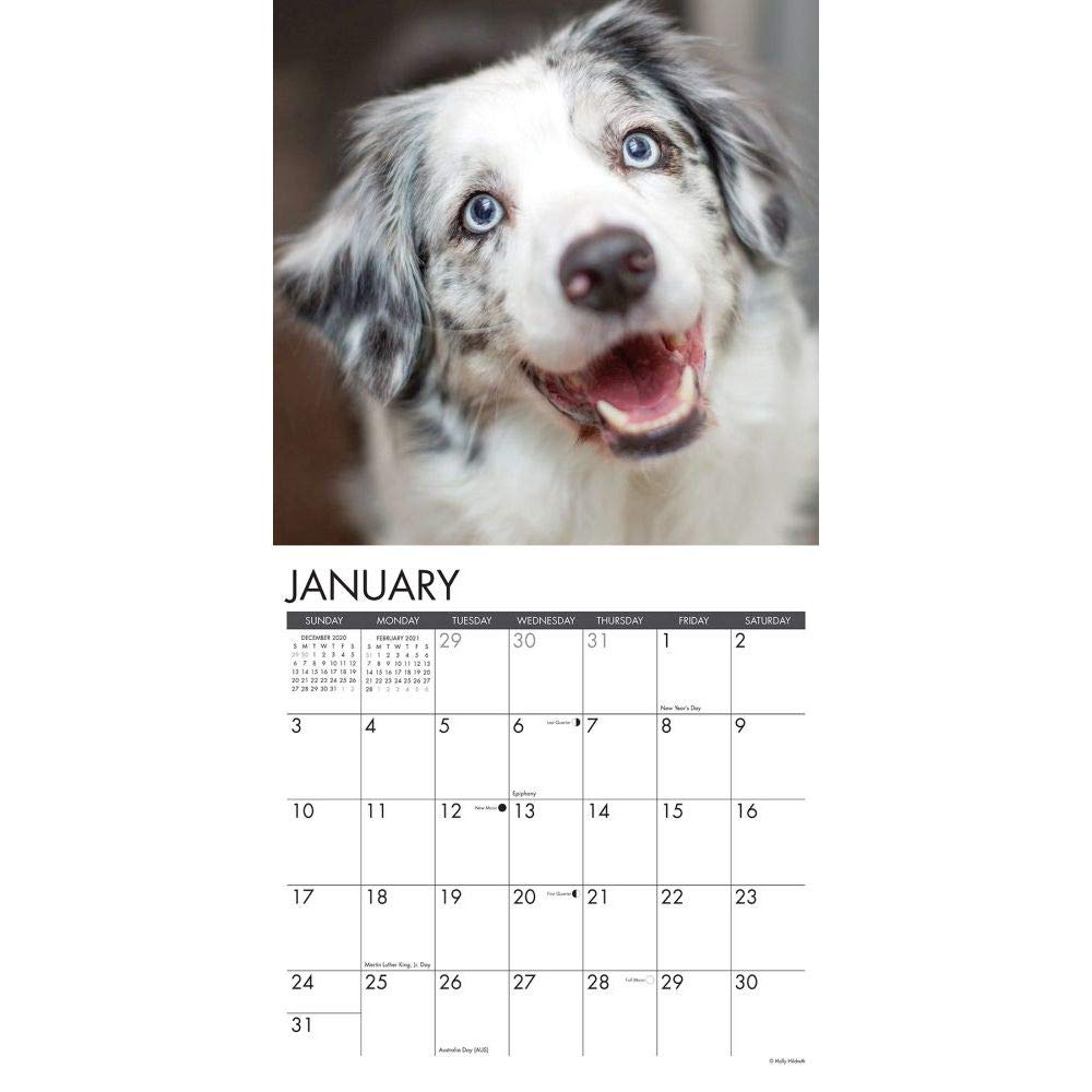 Just Australian Shepherds 2021 Wall Calendar (Dog Breed Calendar)
