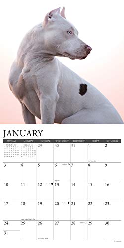 Just American Pit Bull Terriers 2021 Wall Calendar (Dog Breed Calendar)