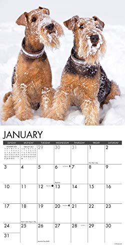 Just Airedale Terriers 2021 Wall Calendar (Dog Breed Calendar)
