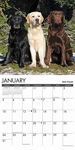12 Uses for a Lab 2021 Wall Calendar (Dog Breed Calendar)
