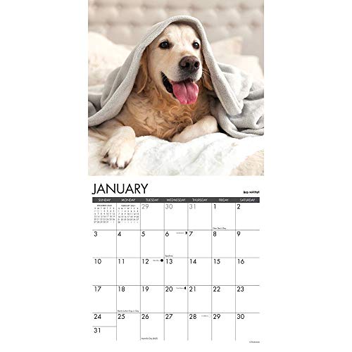 12 Uses for a Golden 2021 Wall Calendar (Dog Breed Calendar)
