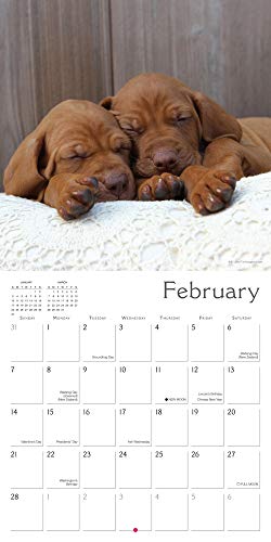 2021 Pooped Puppies 16-Month Wall Calendar
