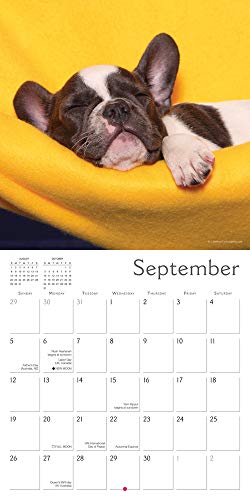 2021 Pooped Puppies 16-Month Wall Calendar