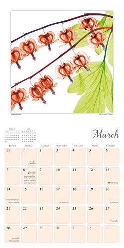 2021 Flower Spirits Radiographs of Nature by Steven N. Meyers 16-Month Wall Calendar