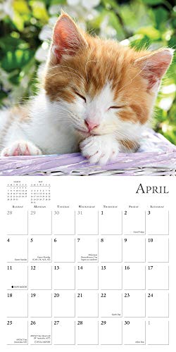 2021 Cat Naps 16-Month Wall Calendar