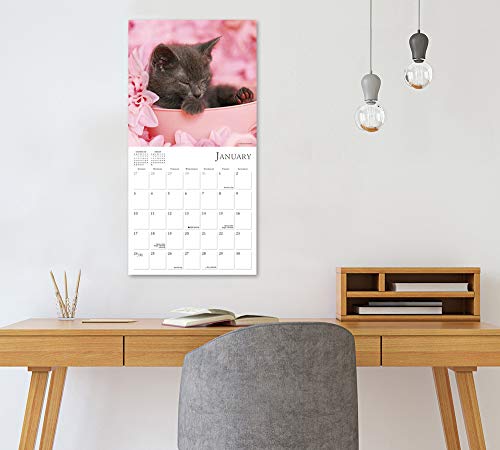 2021 Cat Naps 16-Month Wall Calendar