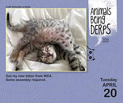 Animals Being Derps 2021 Day-to-Day Calendar: The Internet's Funniest Animals at Their Goofiest