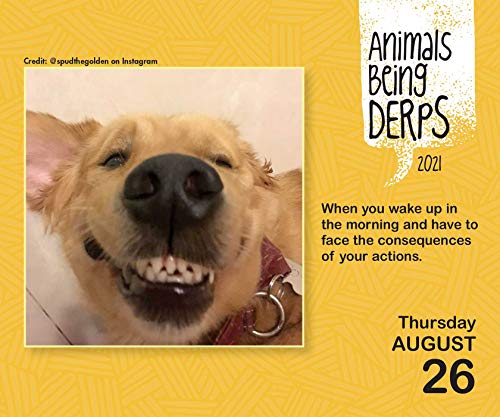 Animals Being Derps 2021 Day-to-Day Calendar: The Internet's Funniest Animals at Their Goofiest
