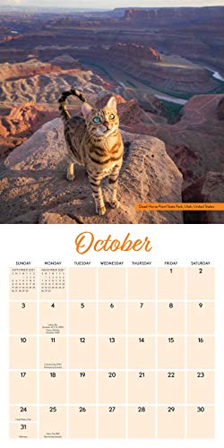Suki the Adventure Cat 2021 Wall Calendar