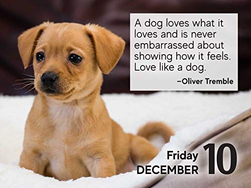 Puppies 2021 Mini Day-to-Day Calendar