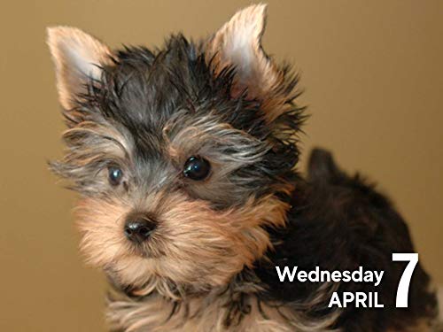 Puppies 2021 Mini Day-to-Day Calendar