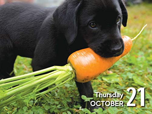 Puppies 2021 Mini Day-to-Day Calendar