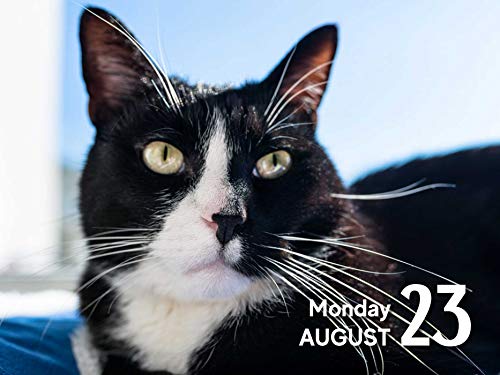 Cats 2021 Mini Day-to-Day Calendar