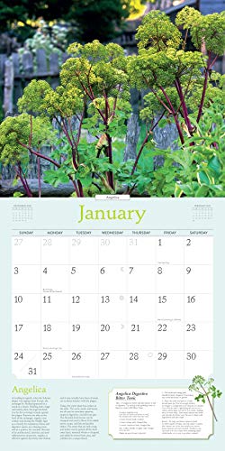 Rosemary Gladstar's Herbs Wall Calendar 2021