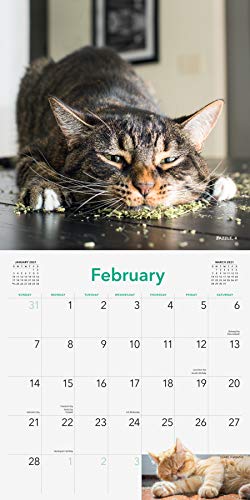 Cats on Catnip Wall Calendar 2021