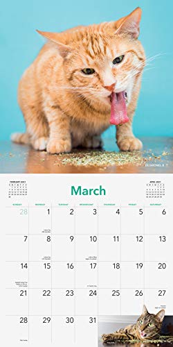 Cats on Catnip Wall Calendar 2021