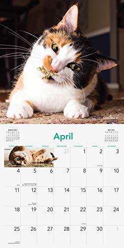 Cats on Catnip Wall Calendar 2021