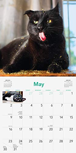Cats on Catnip Wall Calendar 2021