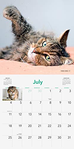 Cats on Catnip Wall Calendar 2021