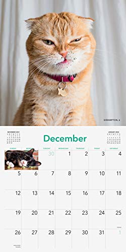 Cats on Catnip Wall Calendar 2021