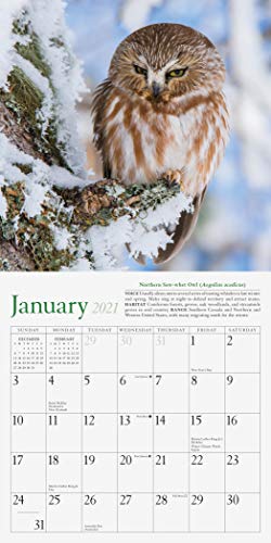 Audubon Little Owls Mini Wall Calendar 2021