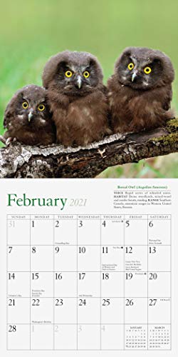 Audubon Little Owls Mini Wall Calendar 2021