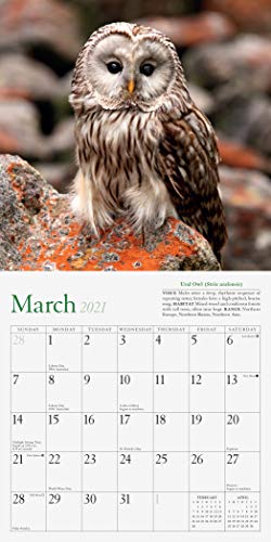 Audubon Little Owls Mini Wall Calendar 2021