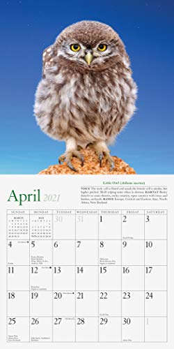 Audubon Little Owls Mini Wall Calendar 2021