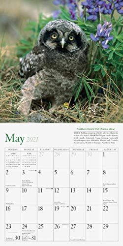 Audubon Little Owls Mini Wall Calendar 2021