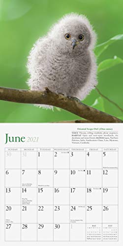 Audubon Little Owls Mini Wall Calendar 2021