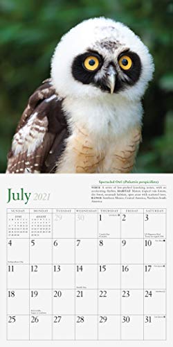 Audubon Little Owls Mini Wall Calendar 2021