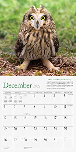 Audubon Little Owls Mini Wall Calendar 2021