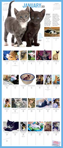 365 Kittens-A-Year Picture-A-Day Wall Calendar 2021