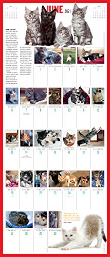 365 Kittens-A-Year Picture-A-Day Wall Calendar 2021