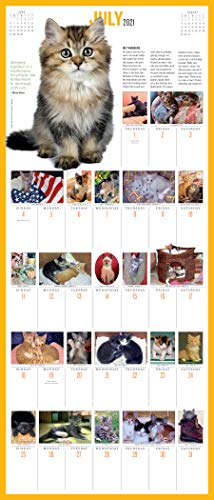 365 Kittens-A-Year Picture-A-Day Wall Calendar 2021