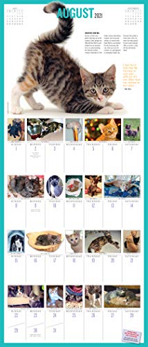 365 Kittens-A-Year Picture-A-Day Wall Calendar 2021