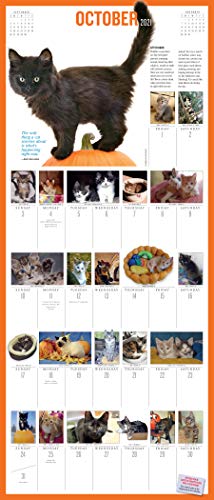 365 Kittens-A-Year Picture-A-Day Wall Calendar 2021