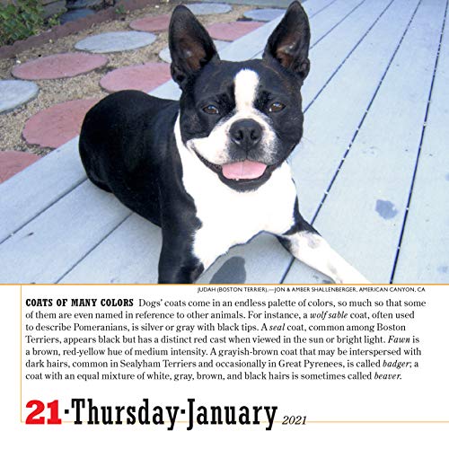 365 Dogs Page-A-Day Calendar 2021