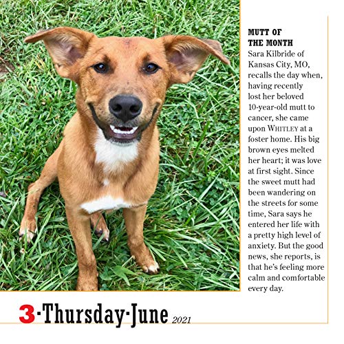 365 Dogs Page-A-Day Calendar 2021