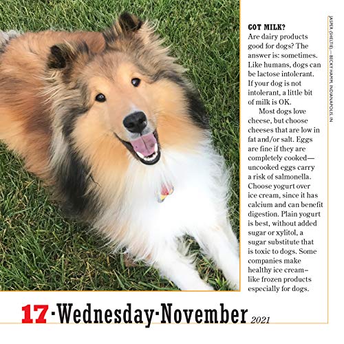 365 Dogs Page-A-Day Calendar 2021
