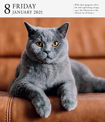 Cat Page-A-Day Gallery Calendar 2021
