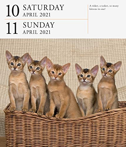 Cat Page-A-Day Gallery Calendar 2021