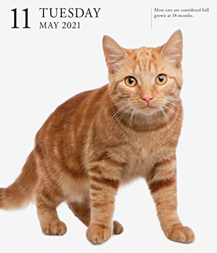 Cat Page-A-Day Gallery Calendar 2021