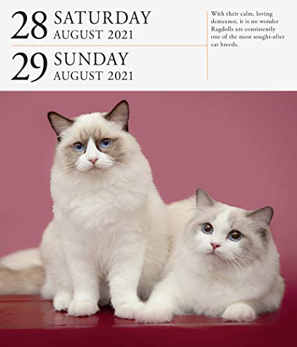 Cat Page-A-Day Gallery Calendar 2021
