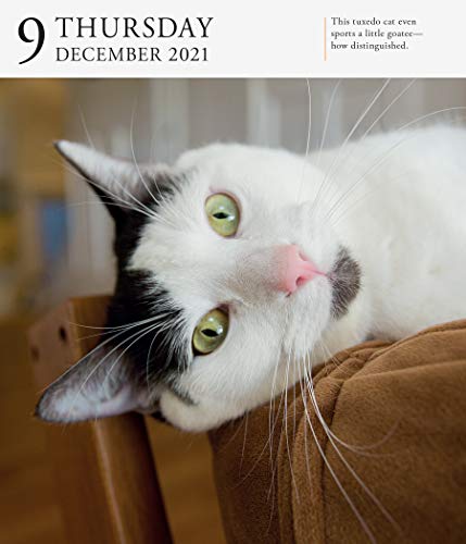 Cat Page-A-Day Gallery Calendar 2021