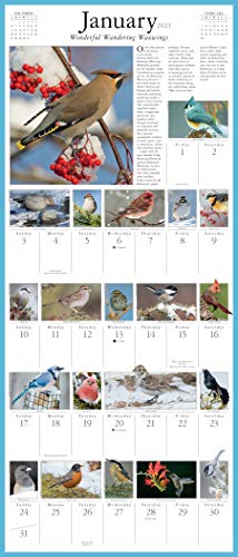 Audubon Songbirds and Other Backyard Birds Picture-A-Day Wall Calendar 2021