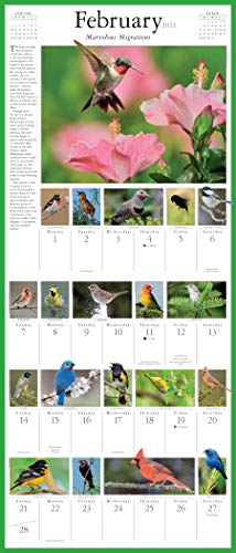 Audubon Songbirds and Other Backyard Birds Picture-A-Day Wall Calendar 2021