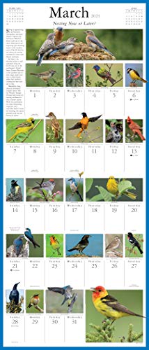 Audubon Songbirds and Other Backyard Birds Picture-A-Day Wall Calendar 2021